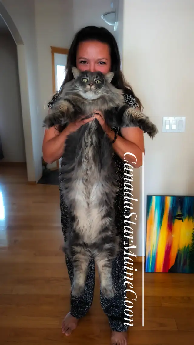 Purebred Maine Coon Kittens | Cats & Kittens for Rehoming | Edmonton ...