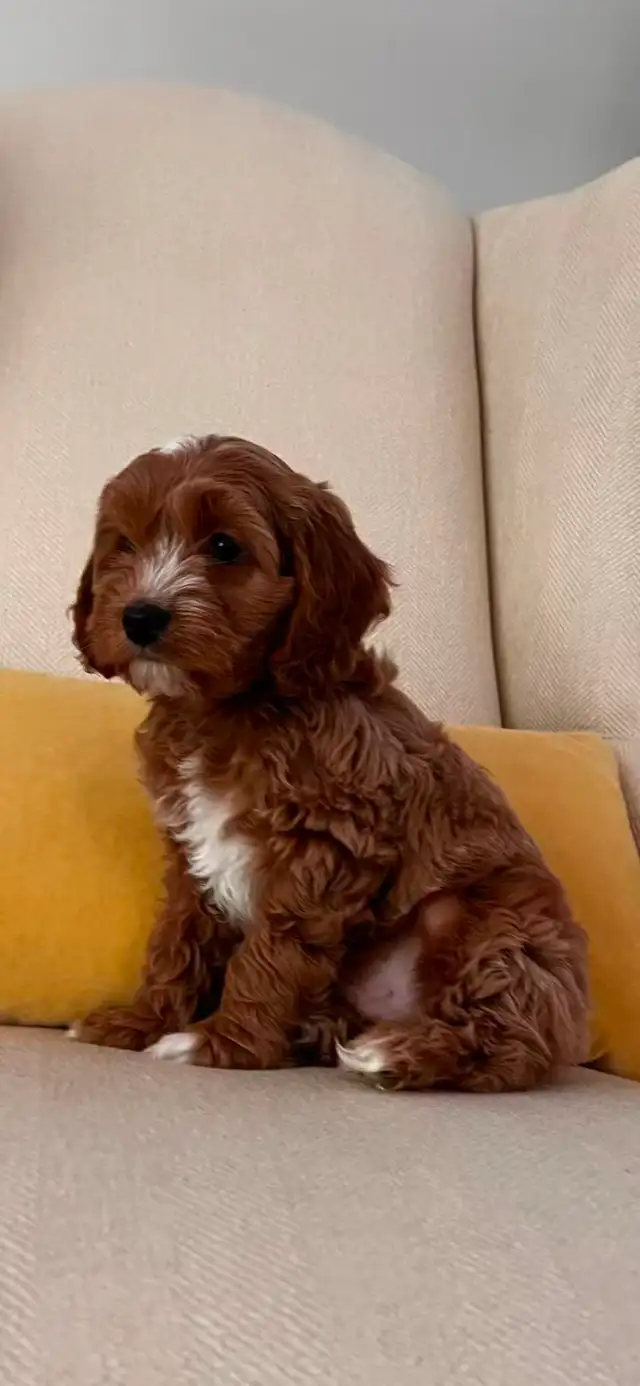 10 weeks old cute Cockapoo ( 2 males ) | Dogs & Puppies for Rehoming ...