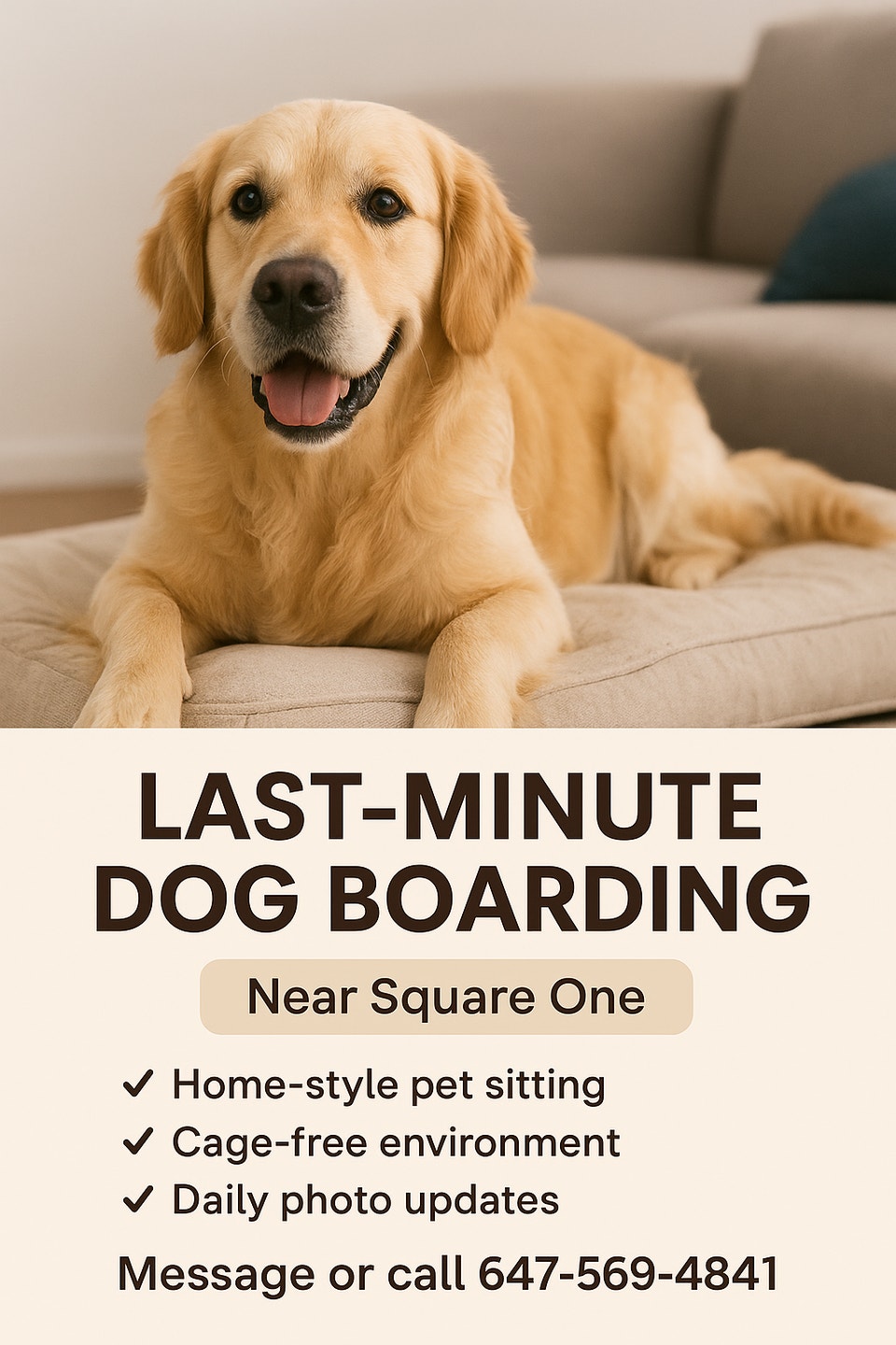 Last-Minute Dog Boarding Near Square One | Home-Style Pet Sittin ...