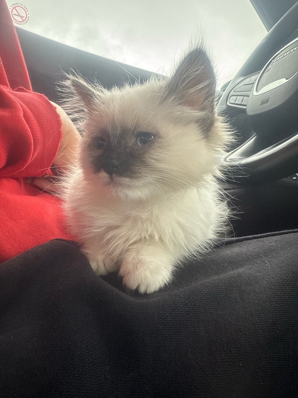 Siamese ragdoll kitten | Cats & Kittens for Rehoming | Delta/Surrey ...