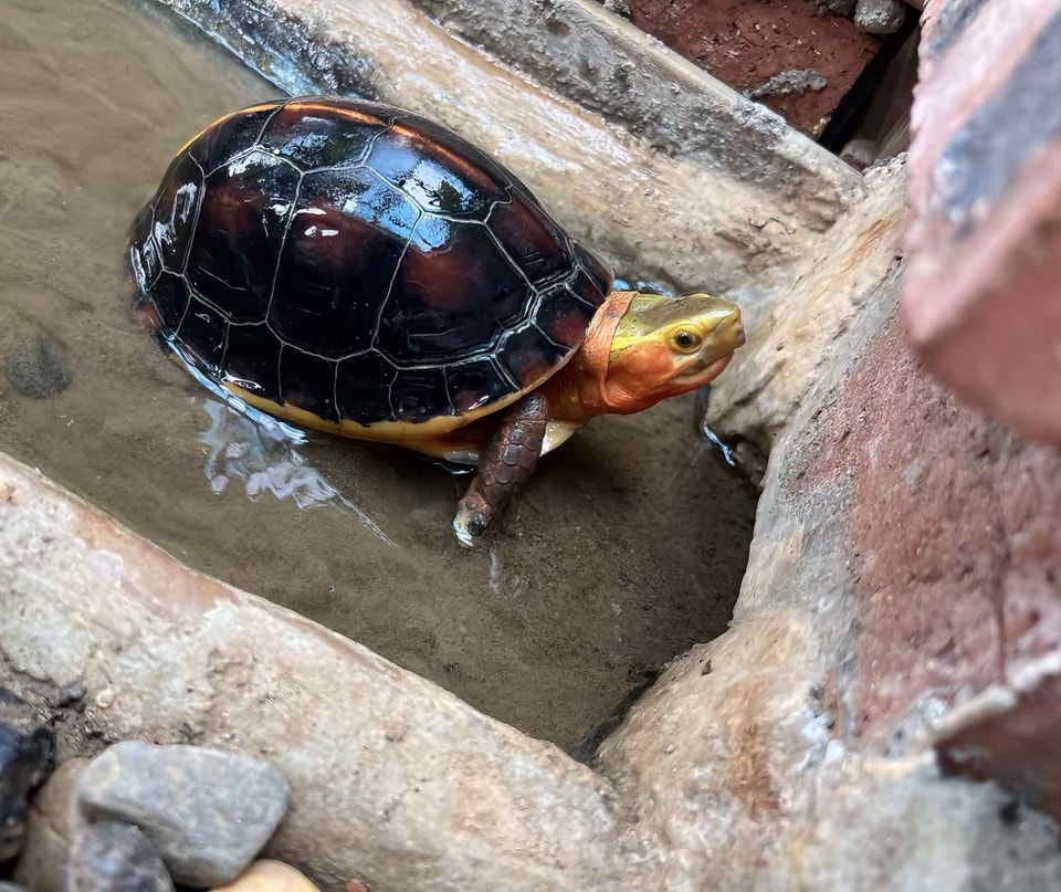 ISO (BUYING) Chinese box turtle | Reptiles & Amphibians for Rehoming ...