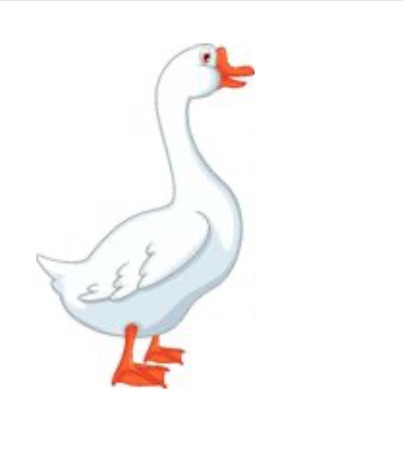 Chinese Gander - Great Guard Goose | Livestock | Kingston | Kijiji