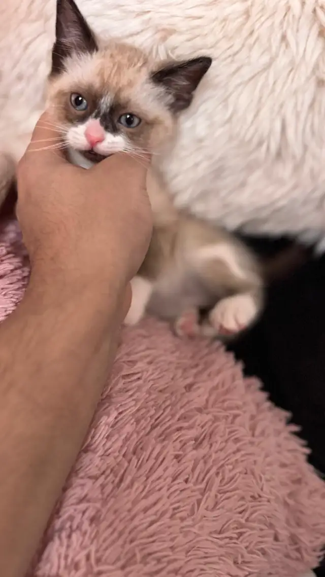 Chaton mâle Ragdoll x Snowshoe– Yeux bleus – Prêt à partir | Animal ...