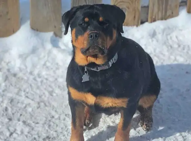 Ready to Go! - Adorable Rottweiler Puppies for Sale! | Dogs & Puppies ...