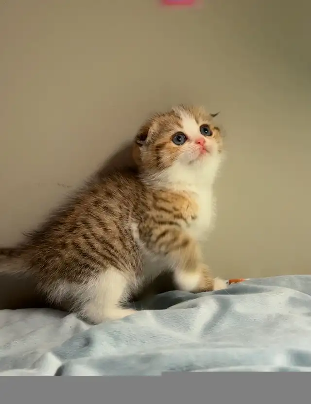 Fluffy Doll-Face Kittens – NS11 Silver Girl & NY11 Golden Boy | Cats ...