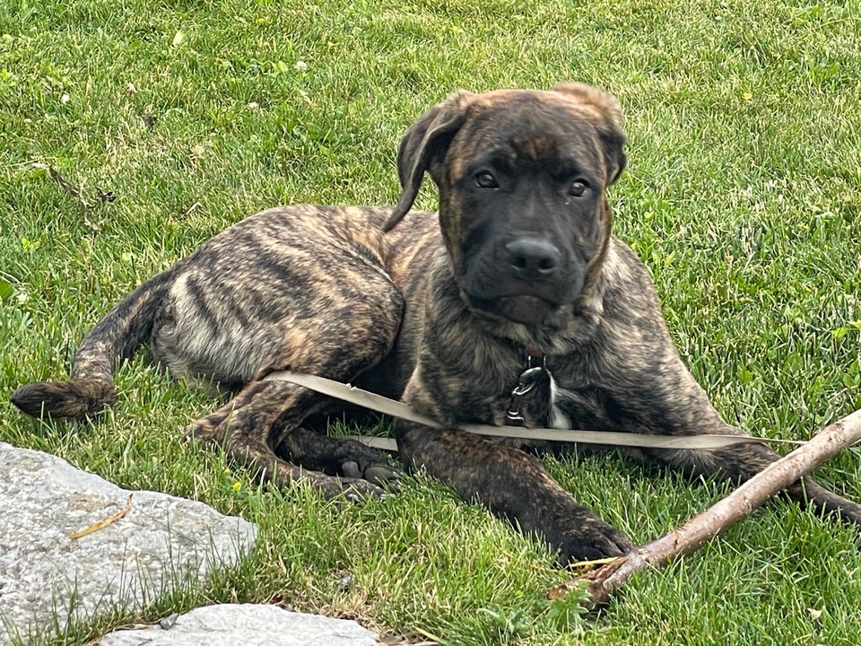️PRICE TO GO FAST ️ | Dogs & Puppies for Rehoming | Ottawa | Free local ...