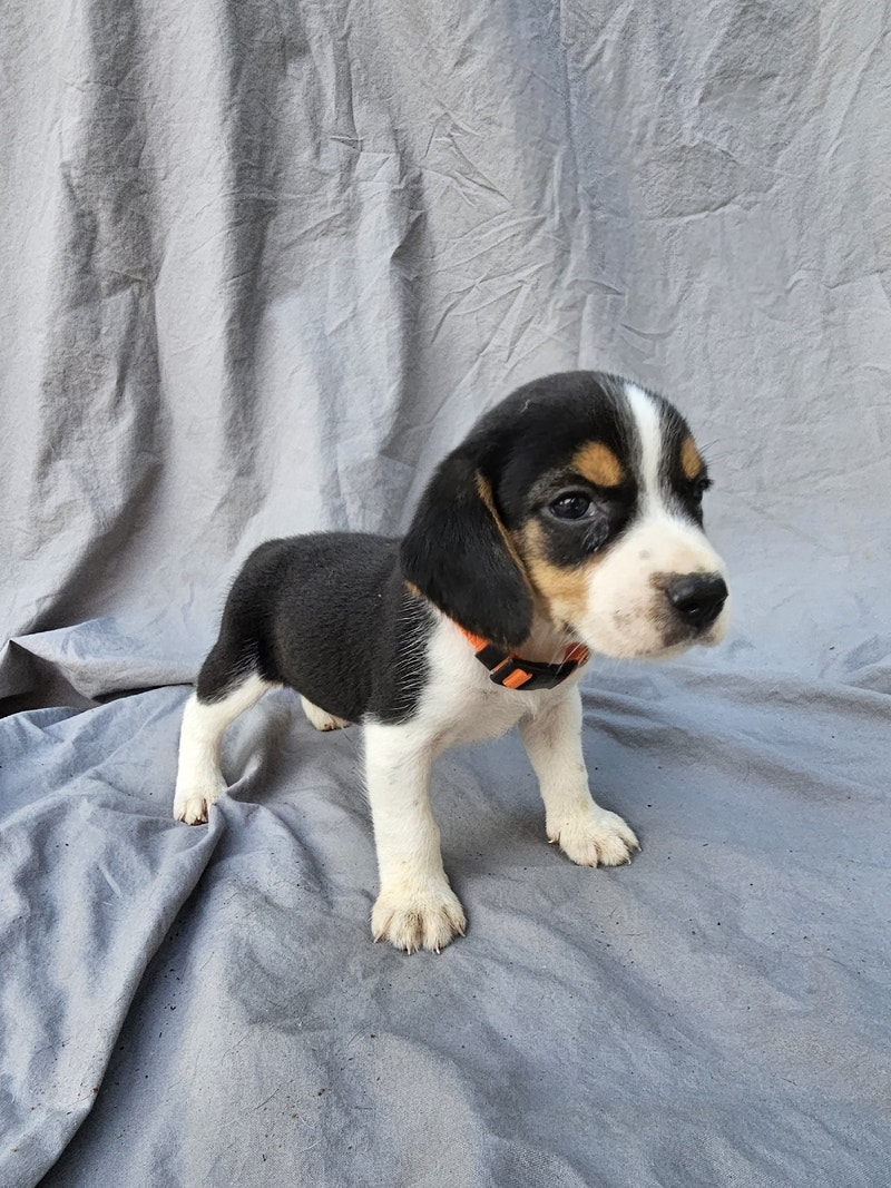 Pure-Bred Tri-Color Beagle | Dogs & Puppies for Rehoming | Calgary | Kijiji