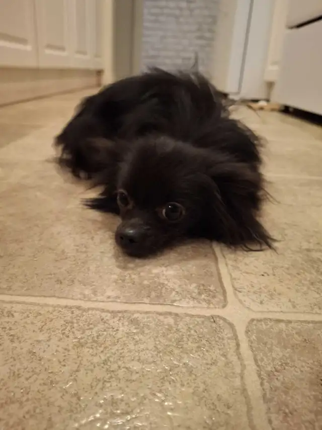 1 year old female puppy | Dogs & Puppies for Rehoming | Edmonton | Free ...