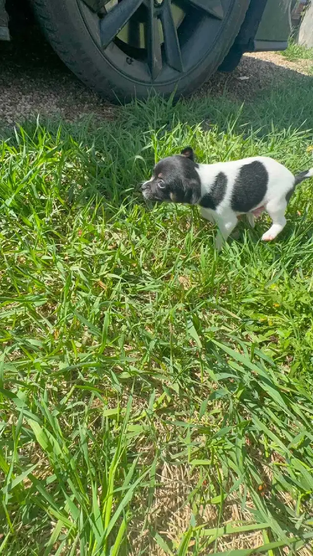 4 Adorable Merle Chihuahua Puppies | Dogs & Puppies for Rehoming ...