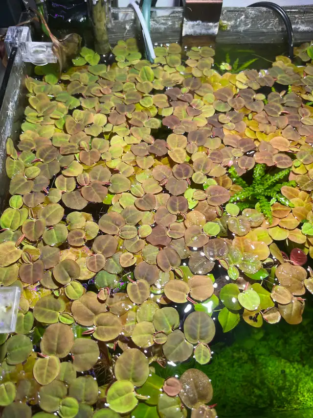 Red Root Floaters. | Fish for Rehoming | City of Toronto | Free local ...