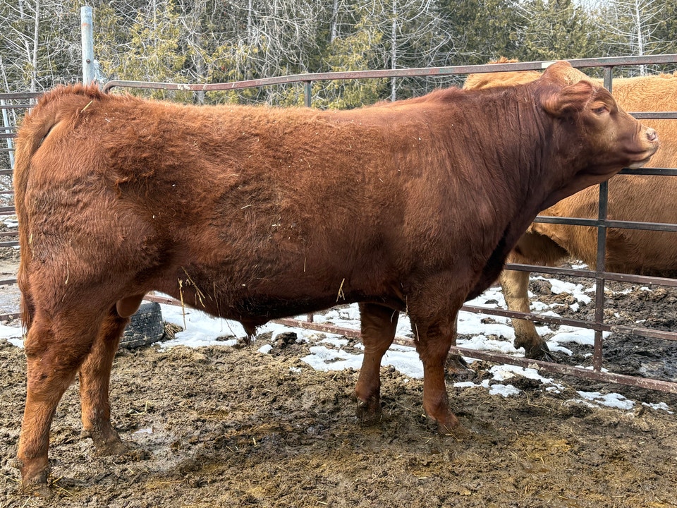 Calving Ease Bull | Livestock | Peterborough | Free local classifieds ...