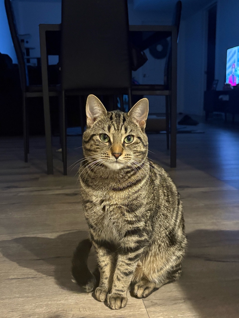 kitty for rehoming | Cats & Kittens for Rehoming | London | Free local ...