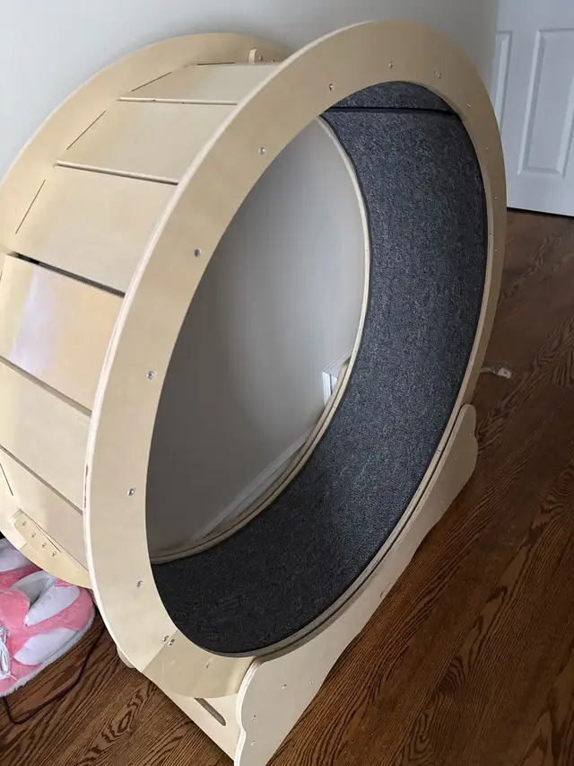 Cat Exercise Wheel | Accessories | City of Toronto | Free local ...