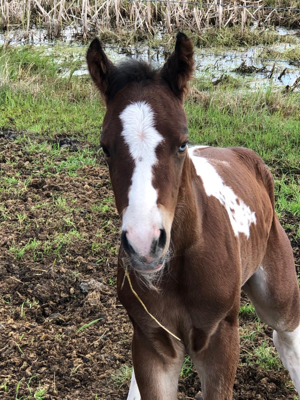 2022 APHA Tobiano Bay Colt | Horses & Ponies for Rehoming | Grande ...