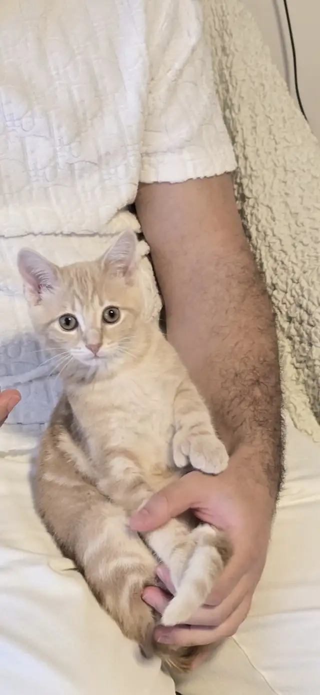 Orange Polydactyl Male Cat 11 Months Old | Cats & Kittens for Rehoming ...