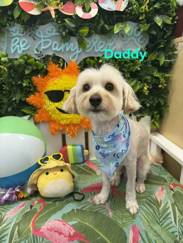 1female Maltichon puppy's 650 | Dogs & Puppies for Rehoming | Ottawa ...