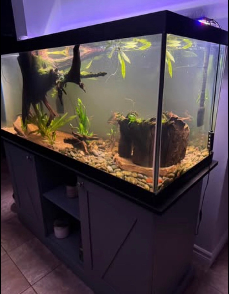 Beautiful aquascaped 75 gallon aquarium set up | Fish for Rehoming ...