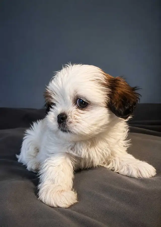 Adorable Shih tzu pupps (female) (1 still Available) | Dogs & Puppies ...