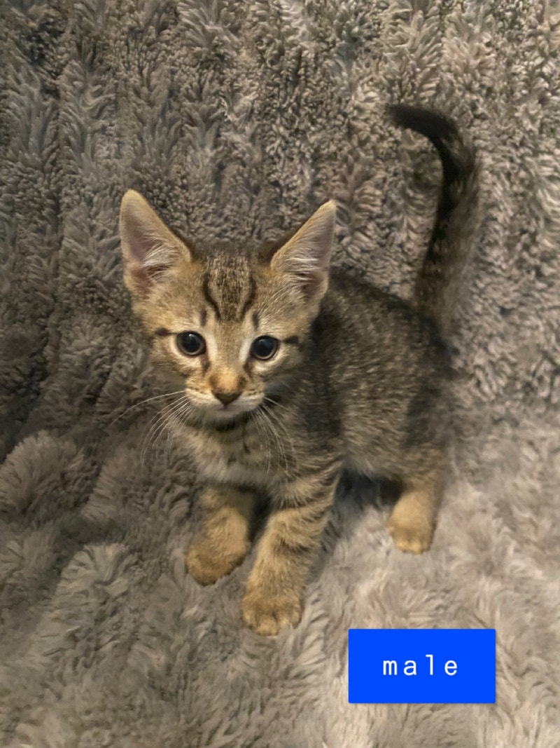 Friendly Kittens!! | Cats & Kittens for Rehoming | Hamilton | Kijiji