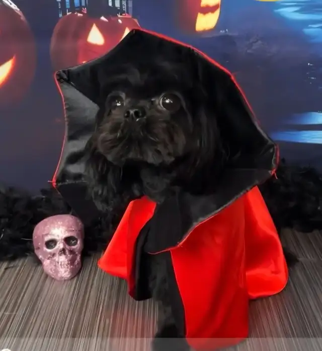 ️ BEAUTIFUL QUALITY TINY TOY SHIH POO PUPPIES ️ | Dogs & Puppies for ...