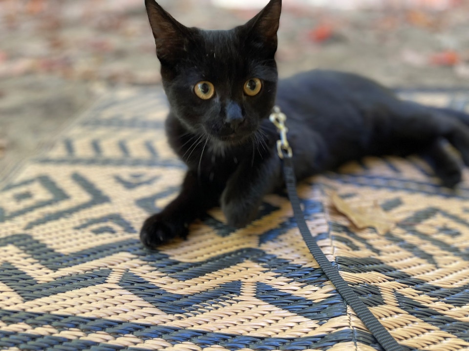 kitten for adoption | Cats & Kittens for Rehoming | Oshawa / Durham ...