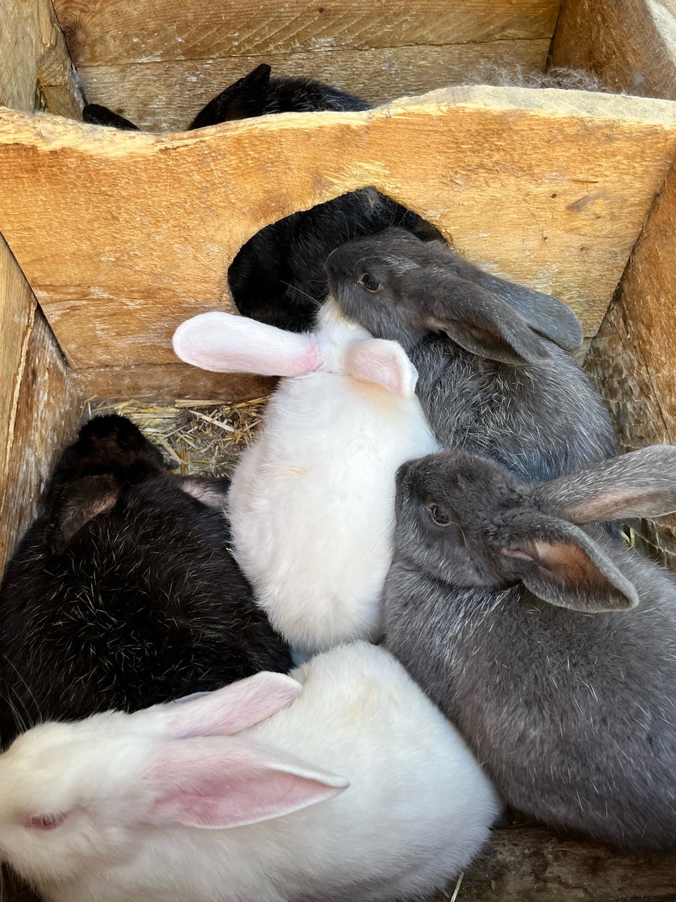 Pure Silver Fox Rabbits | Livestock | Moncton | Free local classifieds ...