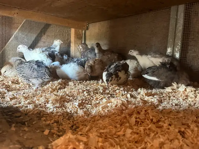 Coturnix quail hatching eggs and chicks | Livestock | Red Deer | Free ...