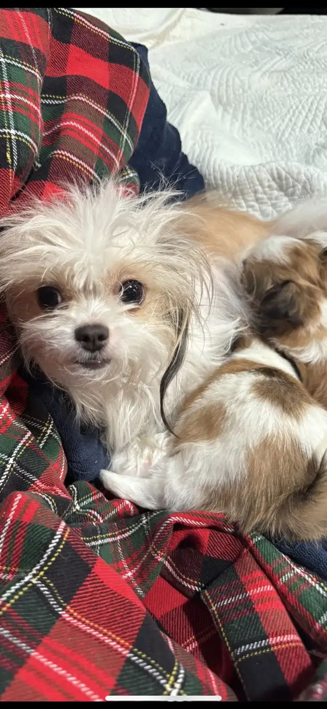 Shih Tzu Last puppy | Dogs & Puppies for Rehoming | London | Free local ...