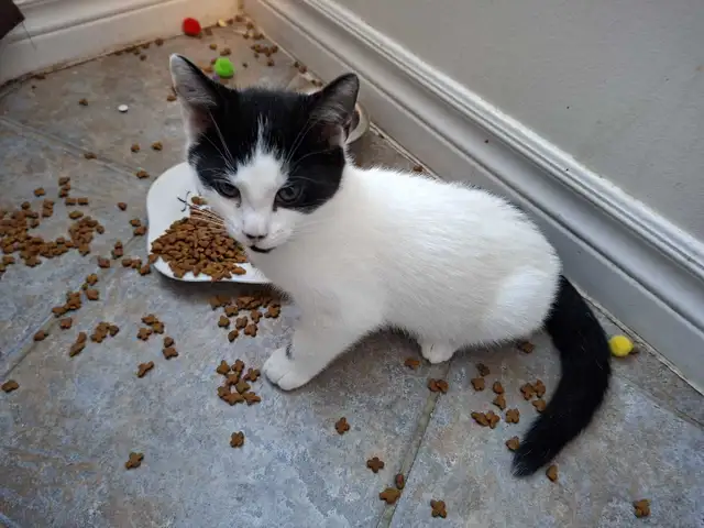 Half Siamese 10 week old kittens | Cats & Kittens for Rehoming | Ottawa ...