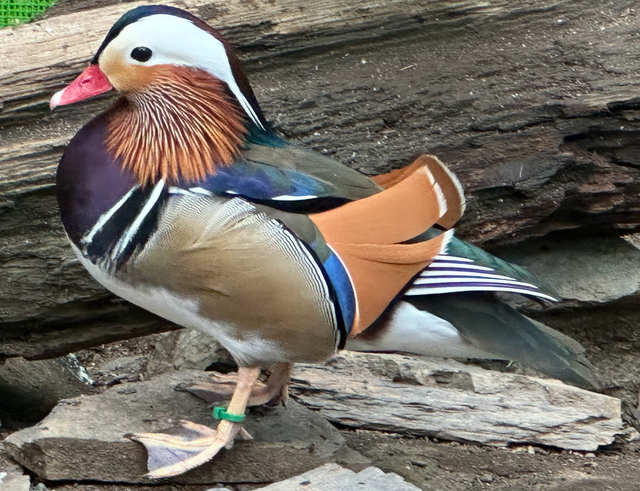 Pheasants, Peacocks, Mandarin Ducks, Guineas & Australorps | Livestock ...