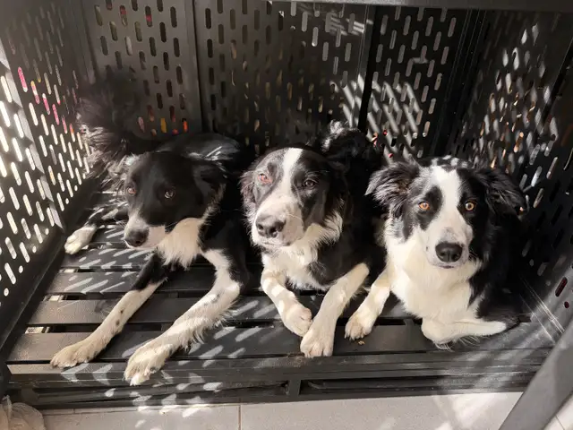 Border collie pur race 2 ans | Dogs & Puppies for Rehoming | Longueuil ...
