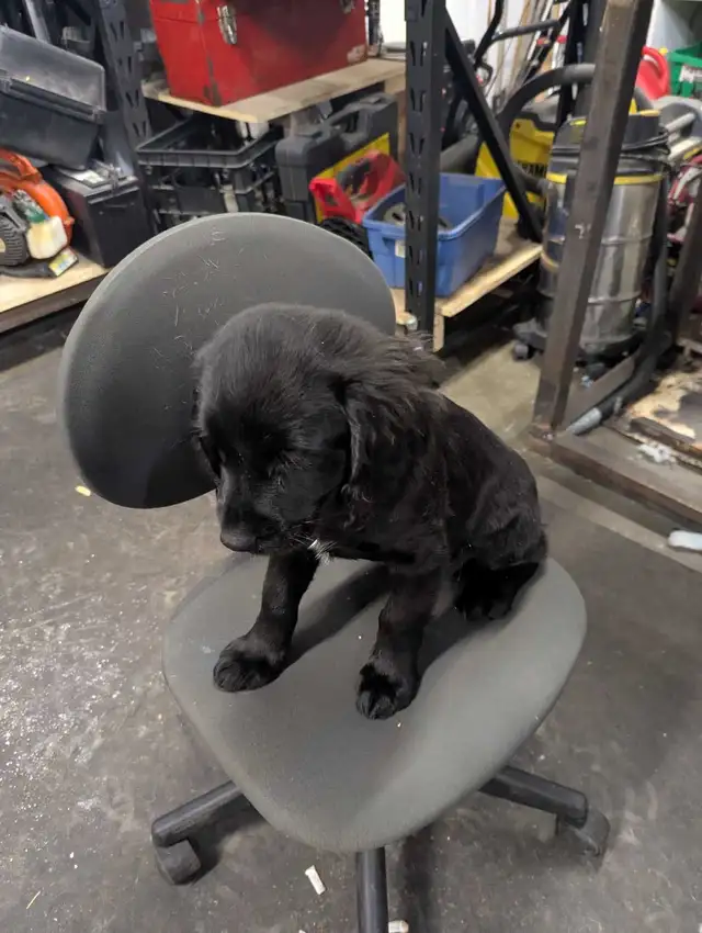 Cockapoo and terrier | Dogs & Puppies for Rehoming | Strathcona County ...