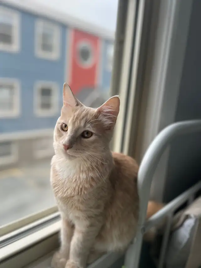 Kitten for sale | Cats & Kittens for Rehoming | City of Halifax | Free ...