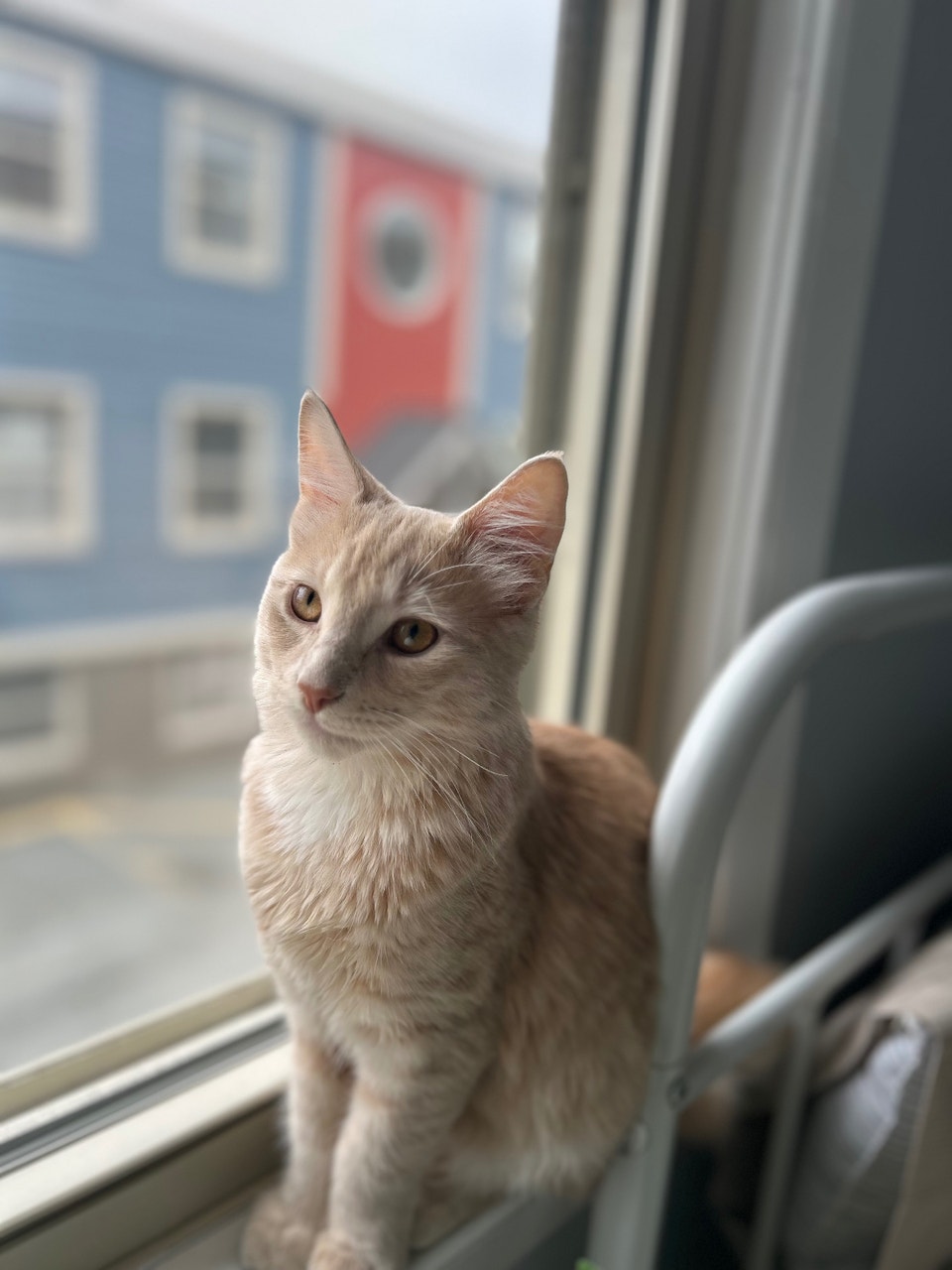 Kitten for sale | Cats & Kittens for Rehoming | City of Halifax | Free ...