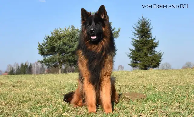 Long Haired German Sheperd Puppies VOM EISTOBEL KENNEL | Dogs & Puppies ...