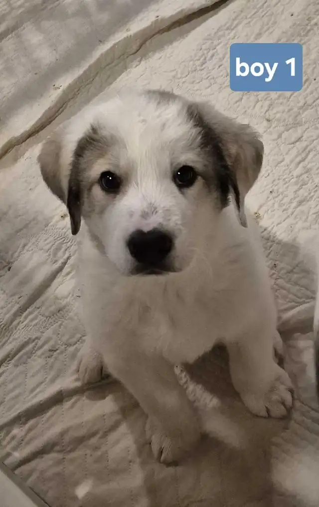 Maremma x Great Pyr/Anatolian Shepherd Pups 4 | Dogs & Puppies for ...