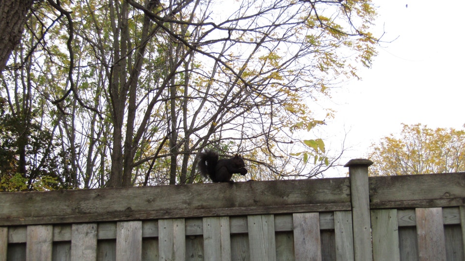 Senior lady seeks ride to the Barrie food bank Thursday | Friendship ...