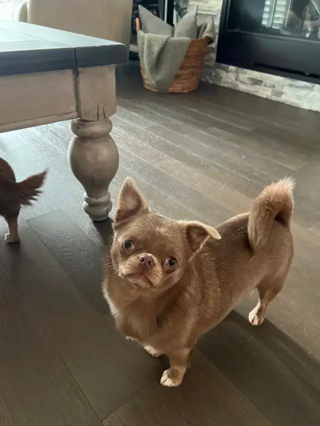 2 year old female spayed chihuahua Russian bloodlines | Dogs & Puppies ...