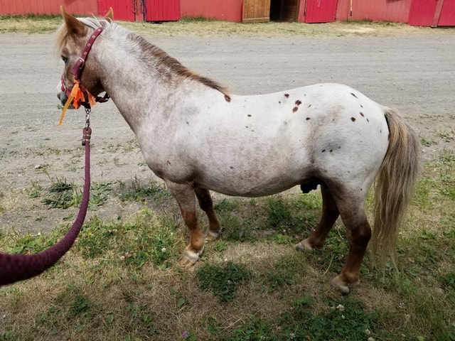 Trade of AMHA/AMHR mini stallion | Horses & Ponies for Rehoming | 100 ...