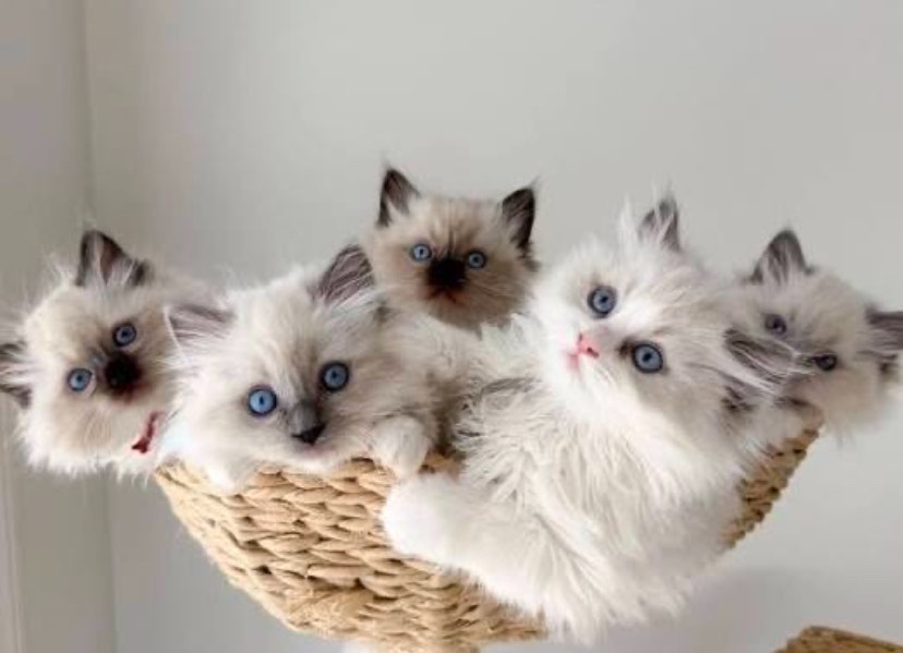 GORGEOUS BABY RAGDOLLS! BICOLOR RAGDOLLS AVAILABLE!!! | Cats & Kittens ...