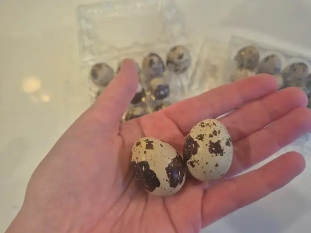 Eating Quail Eggs | Livestock | Edmonton | Free local classifieds - Kijiji