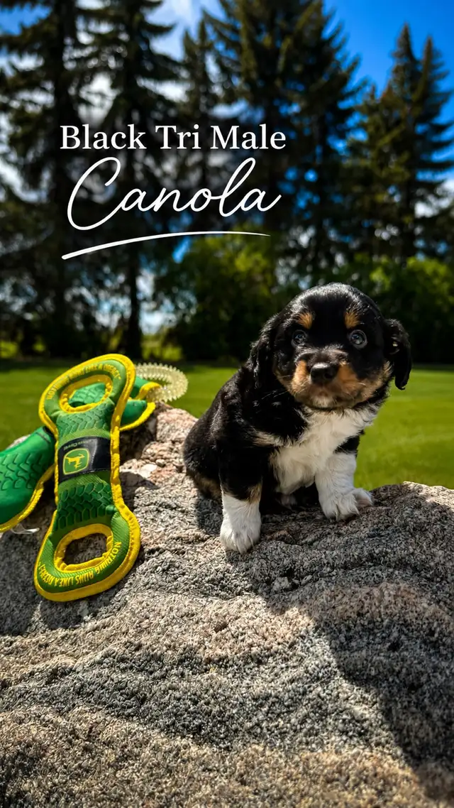 PUREBRED Mini Australian Shepherd Puppies AVAILABLE | Dogs & Puppies ...