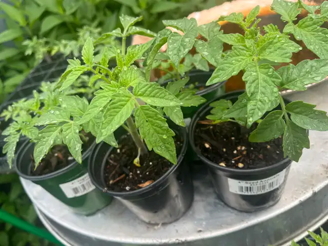 tomato plants asap | Plants, Fertilizer & Soil | London | Free local ...