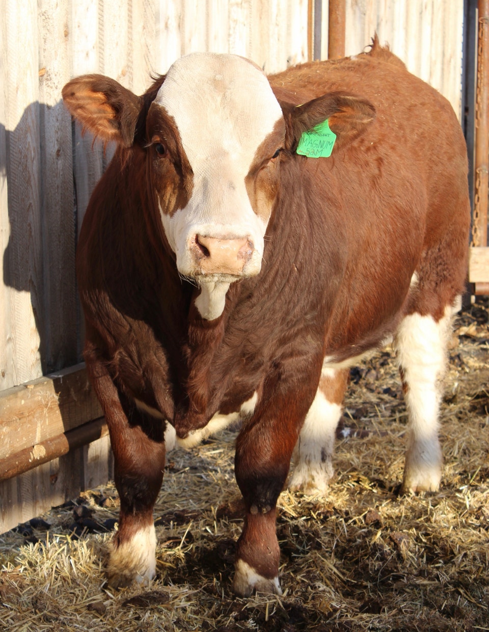 2yr old registered fullblood Simmental power bull | Livestock | Red ...