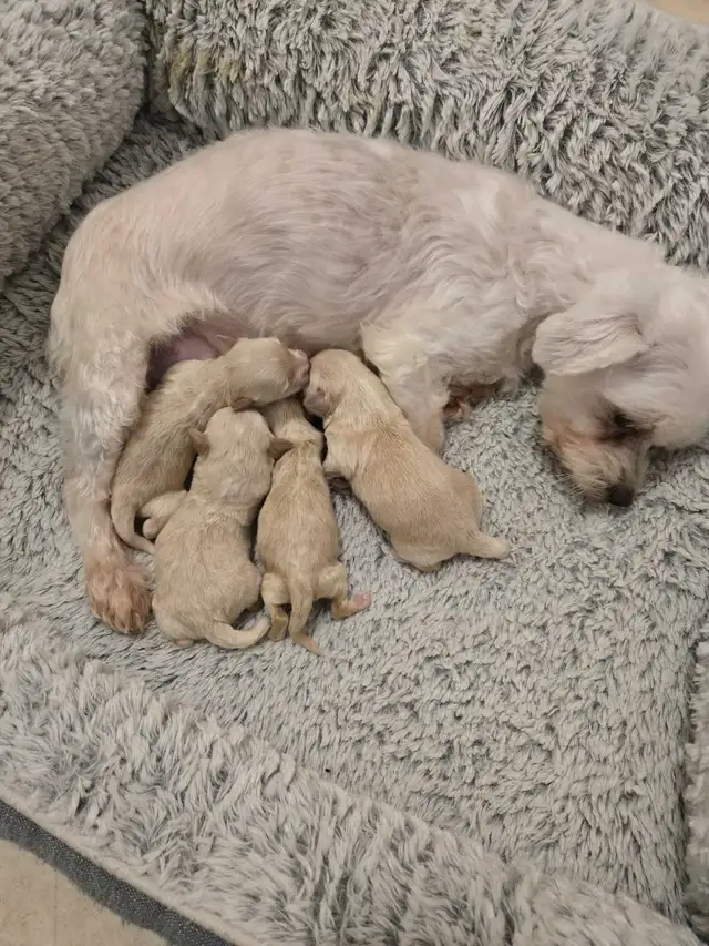 Toy poodle x puppies | Dogs & Puppies for Rehoming | Winnipeg | Free ...