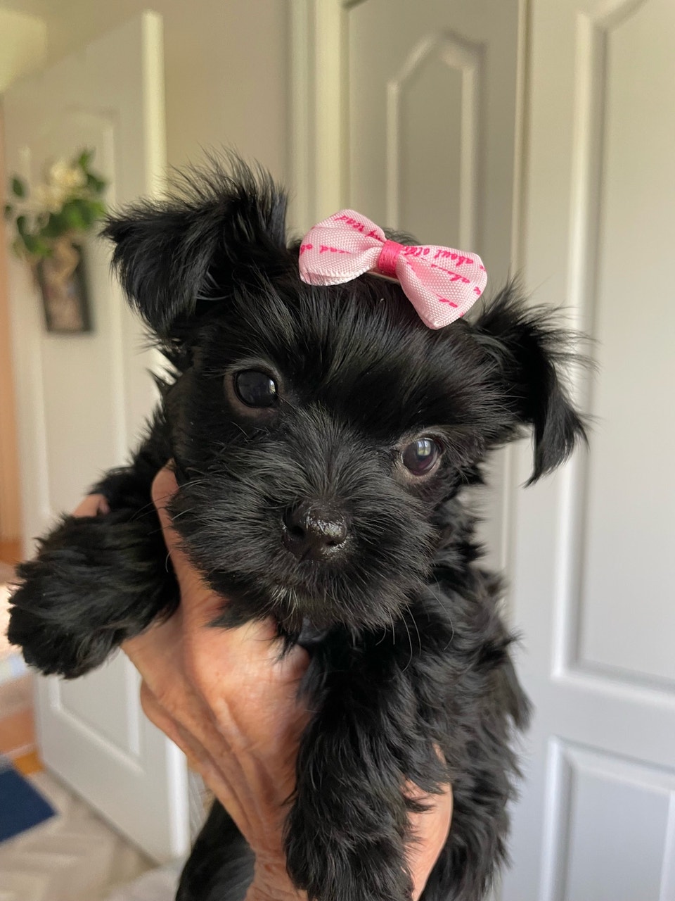 SWEET YORKIE PUPPY | Dogs & Puppies for Rehoming | Oakville / Halton ...