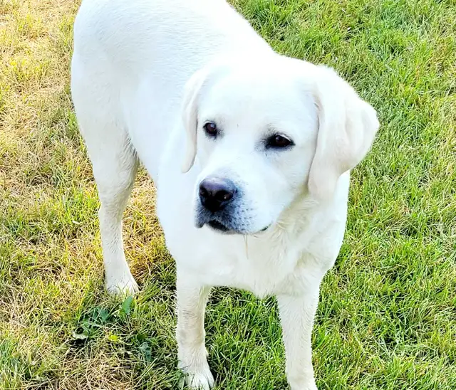 White / Yellow Lab Puppies - READY To GO!! | Dogs & Puppies for ...