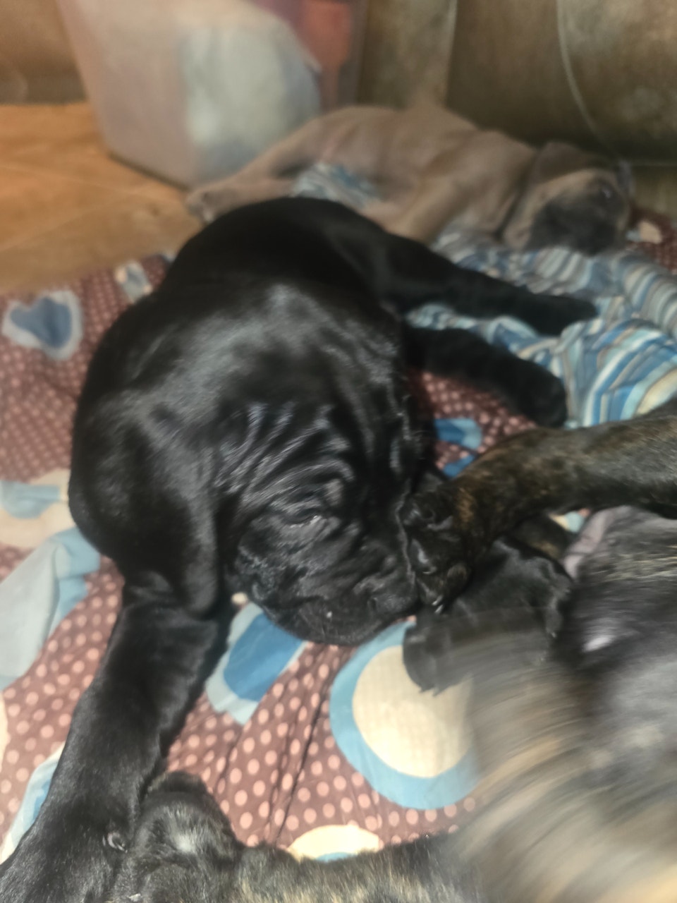 Cane Corso puppy | Dogs & Puppies for Rehoming | Swift Current | Free ...