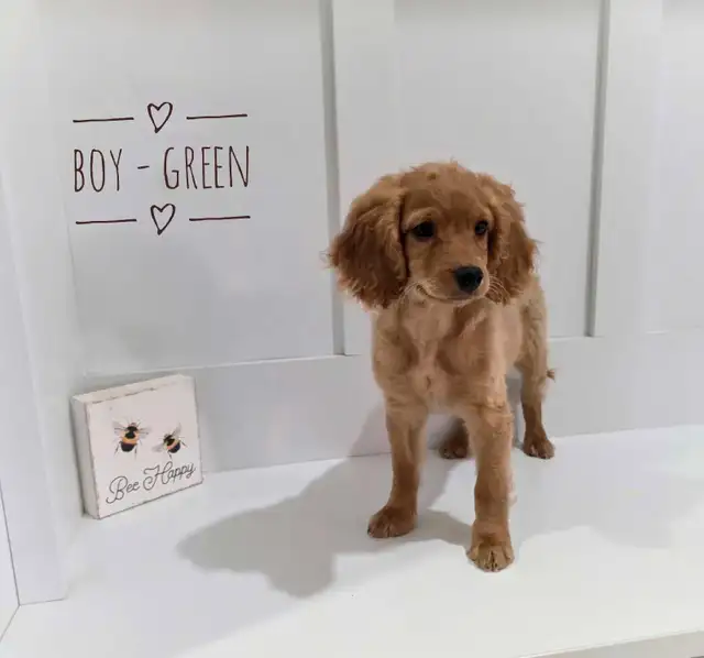 Cockapoo Puppies - last boy! | Dogs & Puppies for Rehoming | Markham ...