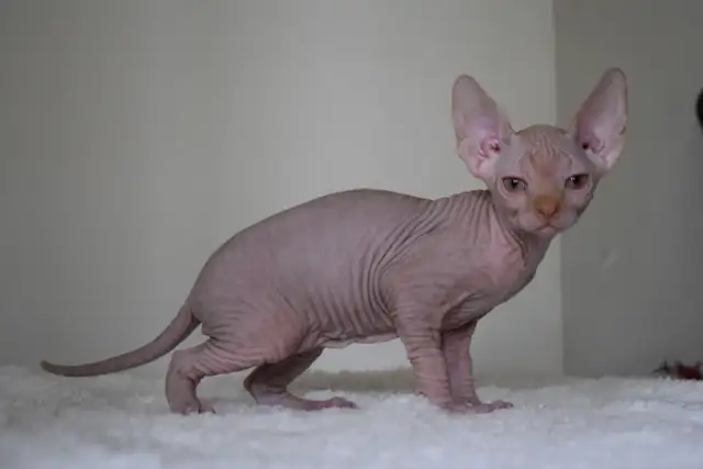 Fawn, Cream Kittens Purebred Elf Sphynx TICA Males | Cats & Kittens for ...